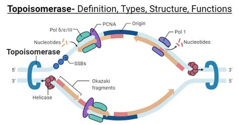 Topoisomerase Types Structure Functions Mechanism