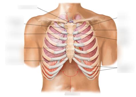 Anterior Posterior Chest Landmarks And Lung Anatomy Diagram Quizlet