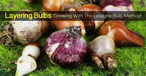 Bulb Layering Combinations Growing With The Lasagna Bulb Method