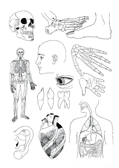 Coloriage Corps Humain Imprimer Gratuit Coloriage Jeux A Imprimer Corps