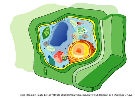 Plant Cell Labeling Diagram Quizlet