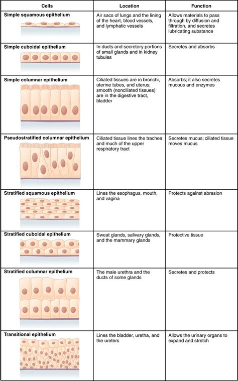 Types Of Tissue Worksheet