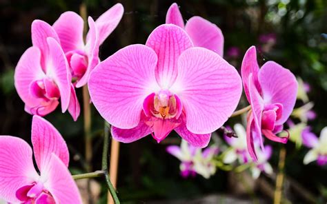 Comment entretenir des orchidées chez soi