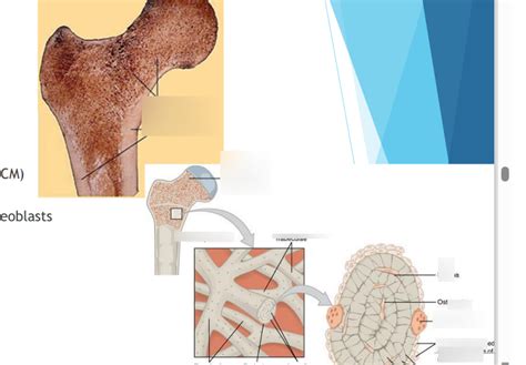 Spongy Bone Diagram Quizlet