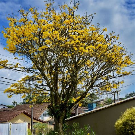Muda de Ipê Amarelo Premium Mudas Nobre
