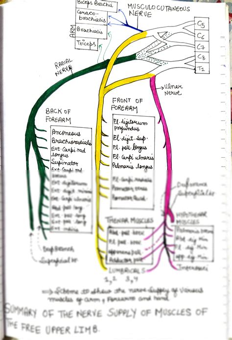 Solution Nerve Supply Of Upper Limb Studypool