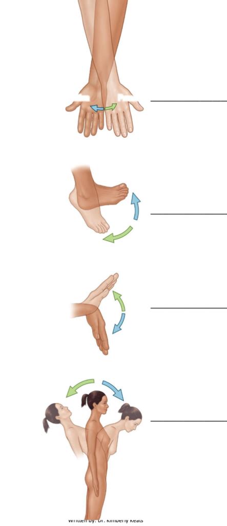 Joint Movement Diagram Quizlet