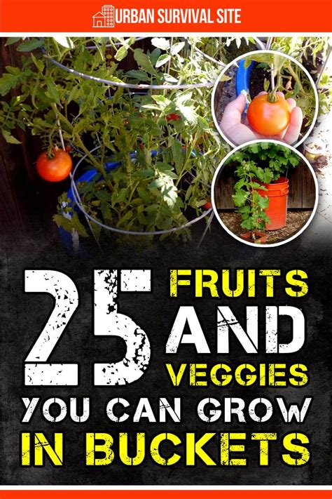 25 Fruits And Veggies You Can Grow In Buckets Artofit