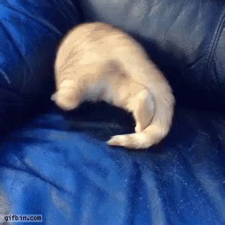 Couch Couch Cat Kitten Discover Share Gifs