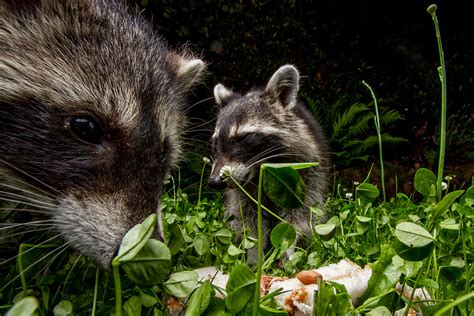 Raccoon Waschb R Sascha Rheker Photographer