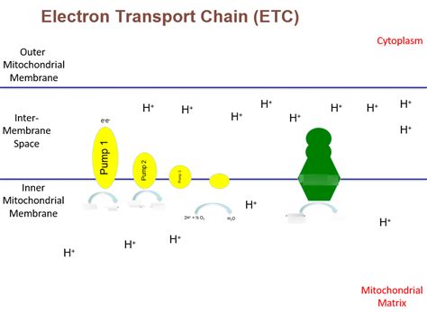 MIDTERM ETC Diagram Quizlet
