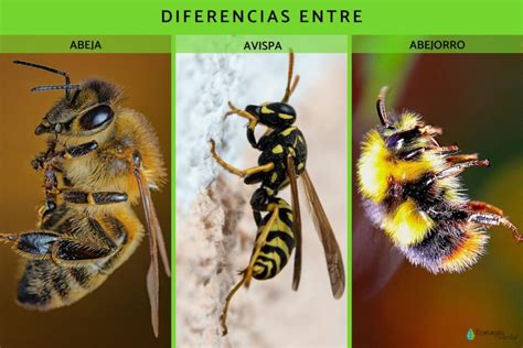 Diferencia Entre Abeja Y Abejorro Encuentra La Diferencia
