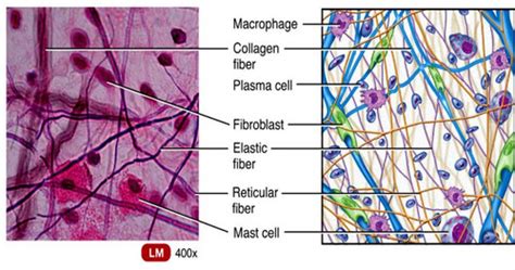 Lab Connective Tissues Flashcards Quizlet