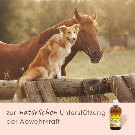 Singulares Bio Gyptisches Schwarzk Mmel L