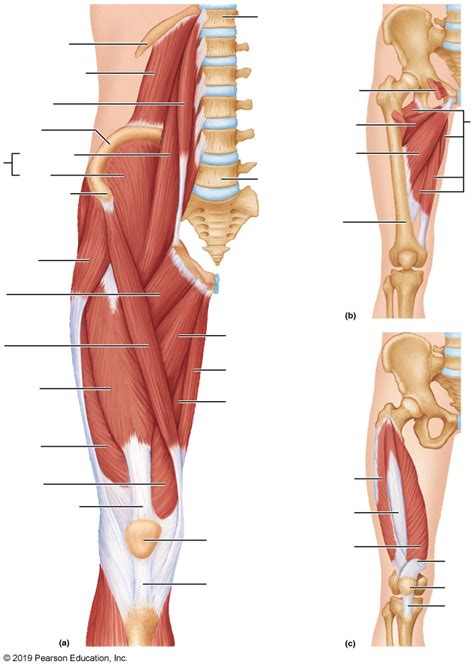 Hip And Thigh Muscles Diagram Quizlet