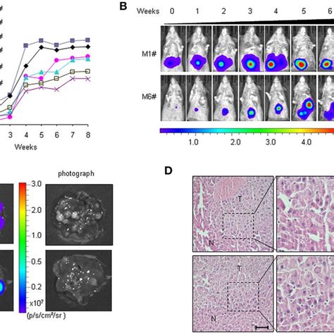 Non Invasive Visualization Of HCC Progression In HCR Mice Via BLI A