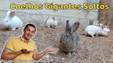 Criação de Coelhos Gigantes YouTube