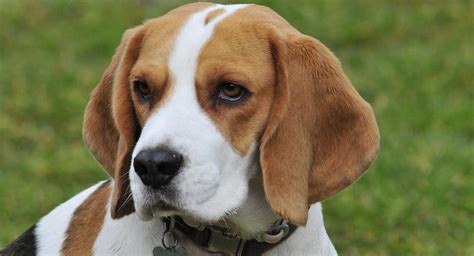 Cuáles son las mejores razas de perros para los niños