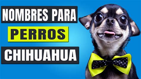 Nombres Para Perros Chihuahua Machos Cafes Youtube