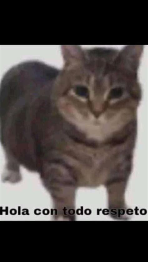 Hola Con Todo Respeto Gatos Respeto Papa