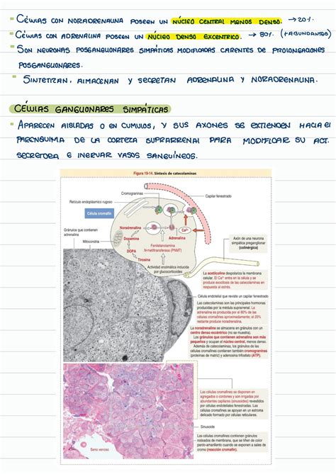 SOLUTION Histologia De Gl Ndula Suprarrenal Y P Ncreas Studypool