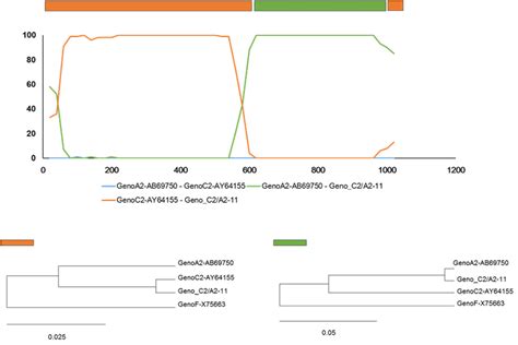 Recombination Detection Program RDP Analysis And Phylogenetic