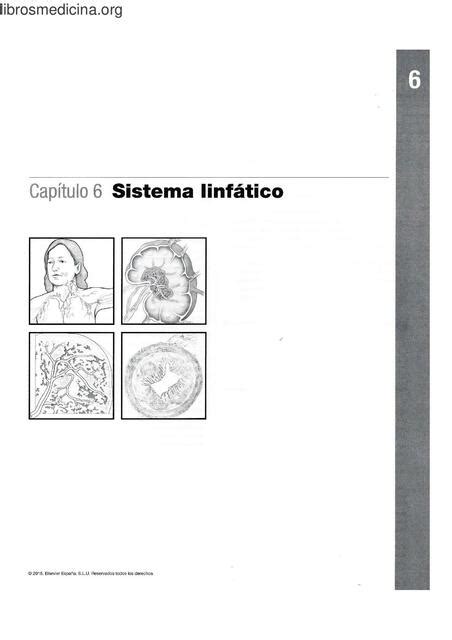 Sistema Linfatico Netter Para Colorear Mirko Bangert Furlan Udocz