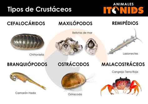 Tipos de crustáceos Alimentación características hábitat