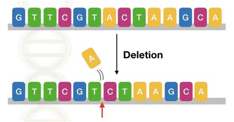 Types Of Genetic Mutations