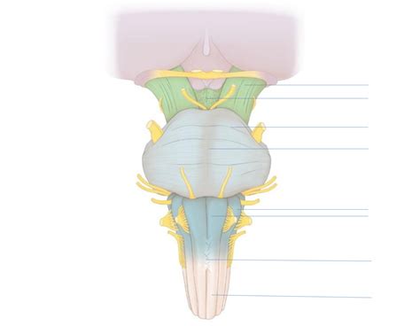 Dorsal Side Of The Brainstem Diagram Quizlet