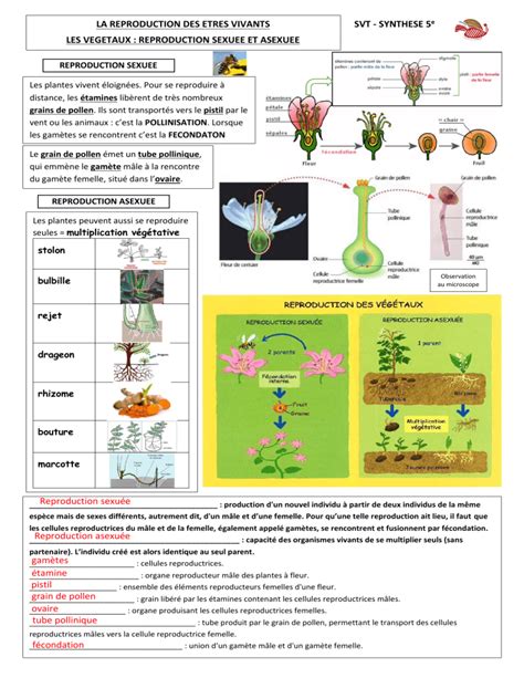 5e fiche synthèse REPRODUCTION PLANTES complétée