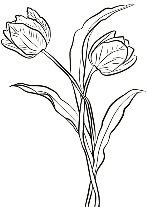 Disegno Di Tulipani Da Colorare