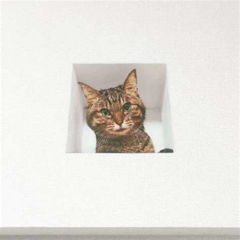 A Cat Sitting Inside Of A White Box