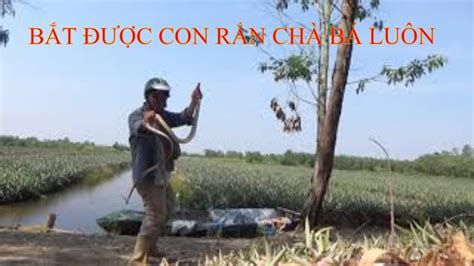 B T C R N H V N Ch B L A Youtube
