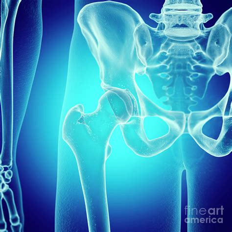 Illustration Of The Hip Bones By Sebastian Kaulitzki Science Photo Library