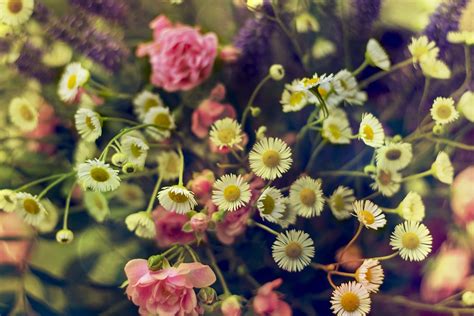 Blumenstrauß Rosen Rosa Kostenloses Foto auf Pixabay