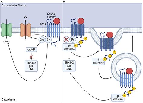 Frontiers Mu Opioid Receptor And Receptor Tyrosine Kinase Crosstalk