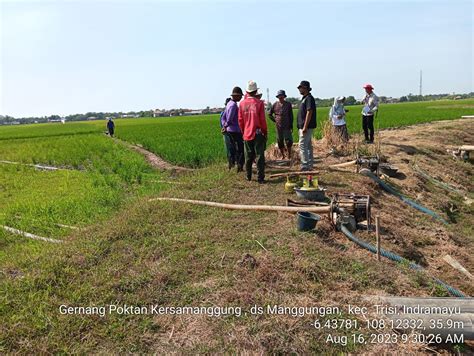 Kementan Sigap Senyelamatkan Pertanaman Padi Di Indramayu MONITOR