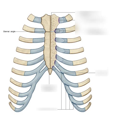 Joints Of The Thoracic Wall Label Diagram Quizlet