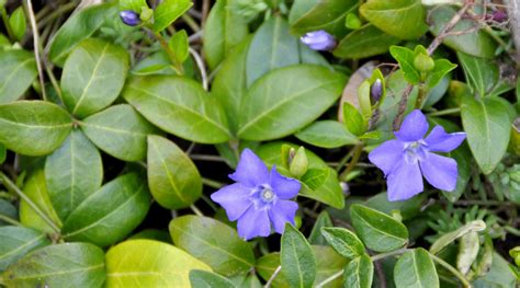 7 Ground Covers That Thrive In Full Shade Ground Cover Ground Cover