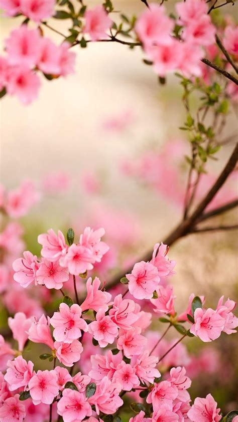 El Top Fondos De Pantalla Primavera Abzlocal Mx