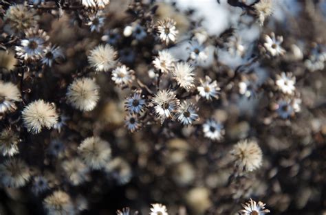 Fotos gratis árbol naturaleza rama invierno planta fotografía
