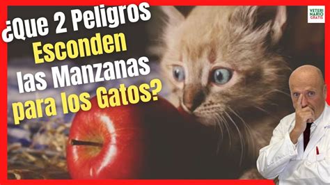 Los Gatos Pueden Comer Manzana La Manzana Es Buena O Mala Para Los