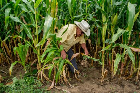 Milpa El Coraz N De La Agricultura Mexicana Secretar A De