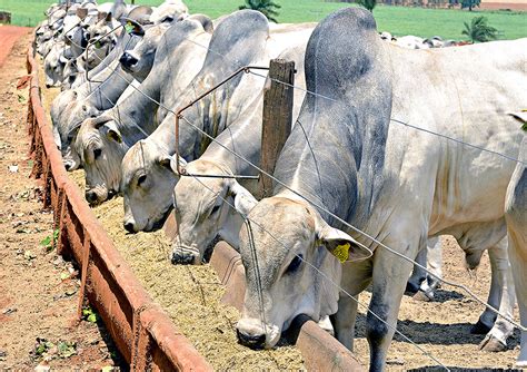 Confinamento De Gado Saiba Como Fazer De Maneira Eficaz