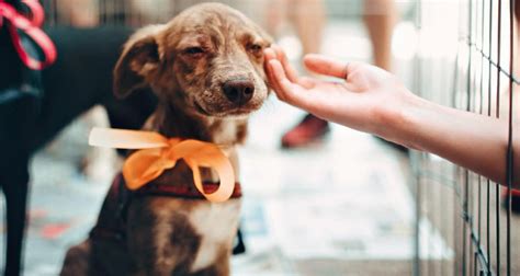 Por Qué Debo Adoptar Y No Comprar Un Perro Cuáles Son Los Beneficios