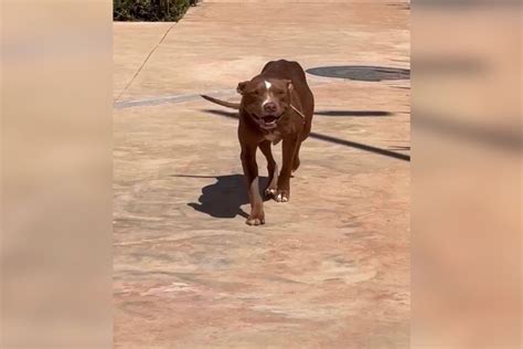Vídeo homem cria 5 pit bulls soltos em condomínio e assusta moradores