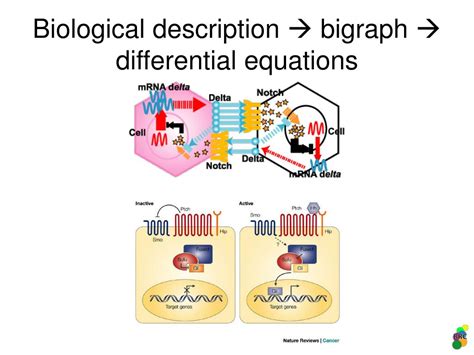 ppt modelling biological systems with differential equations powerpoint presentation id 5133251