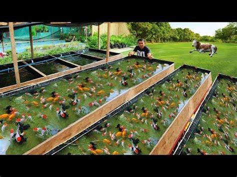 Oh No Thousands Of Fish Overloaded We Need More Fish Tanks Fish