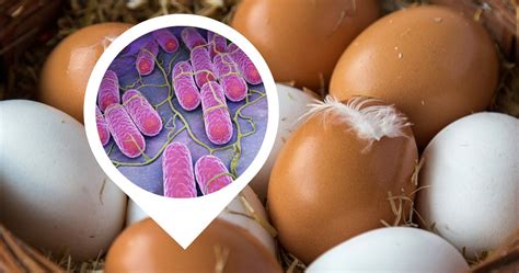 Zakażenie salmonellą objawy i leczenie Salmonella jajka dania